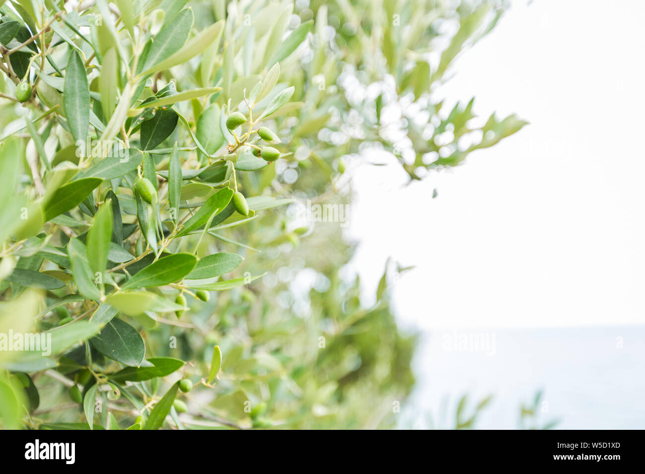 Olives and olive tree in summer day. Season nature background Stock ...