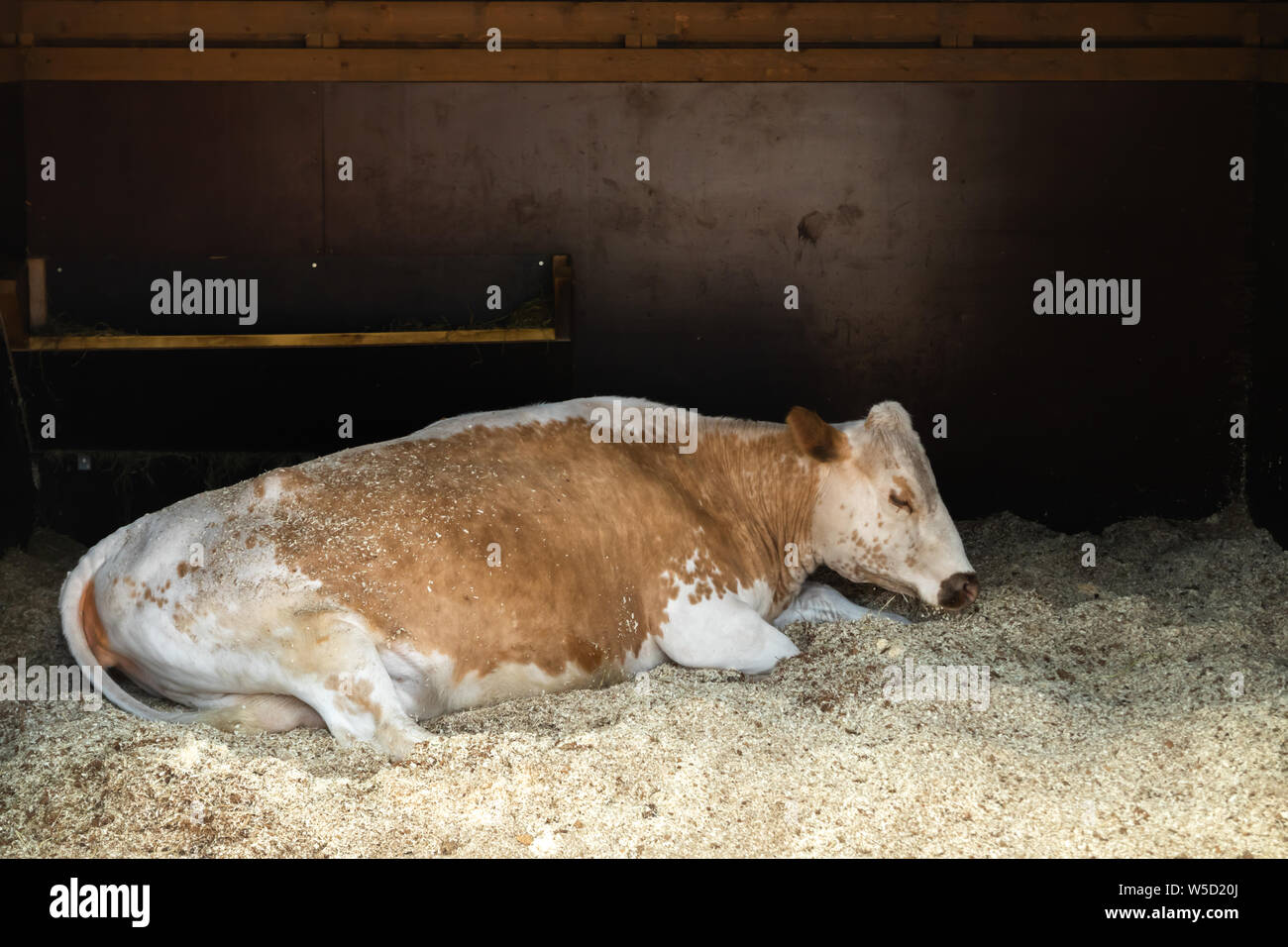 Cow lie on the floor of the barn at farm Stock Photo - Alamy