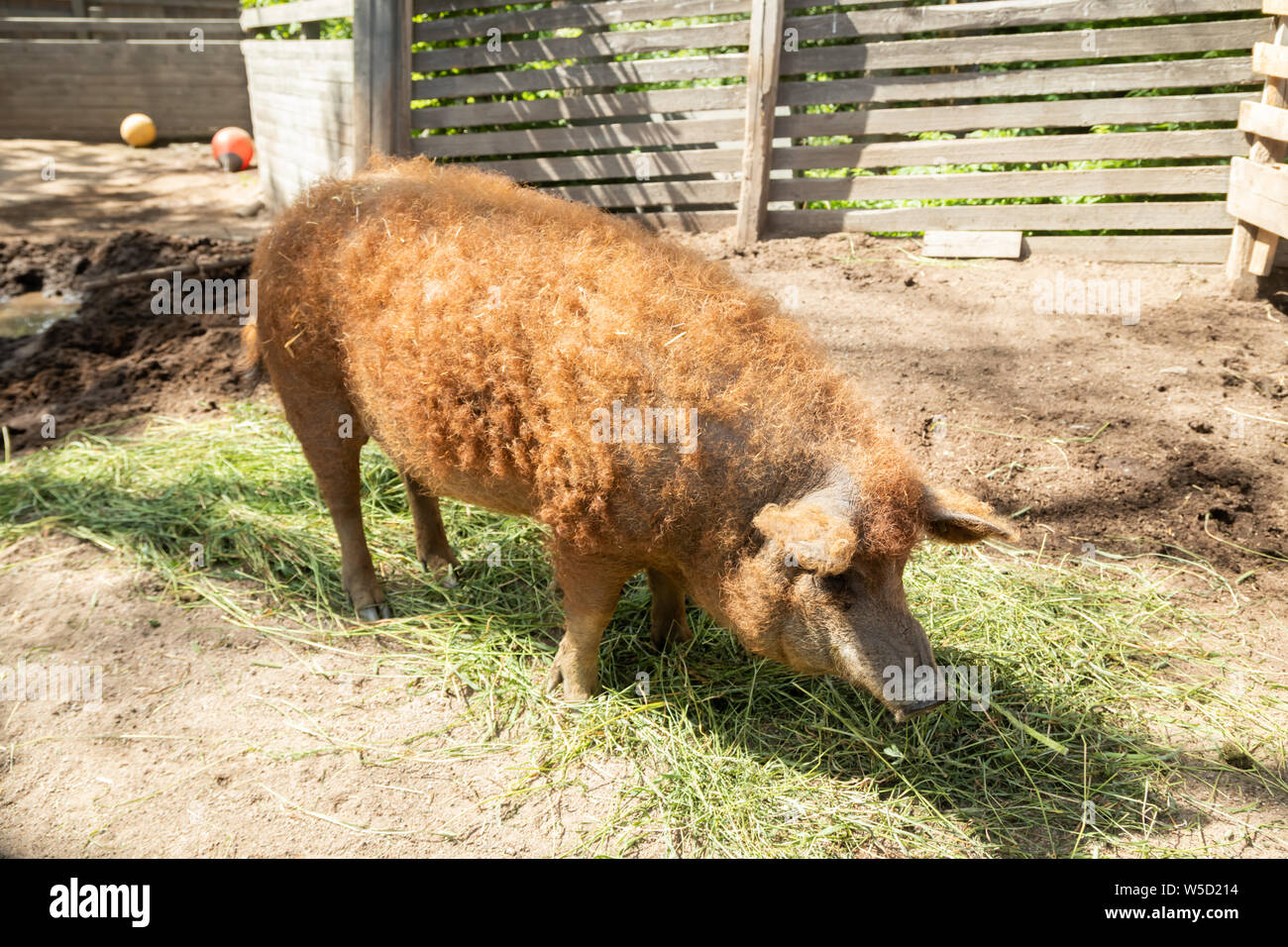 Wool pig in the zoo at summer Stock Photo - Alamy