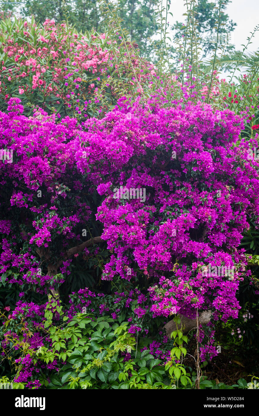 Flowerful big purple or red bougainvillea plant tree in Tropea city ...