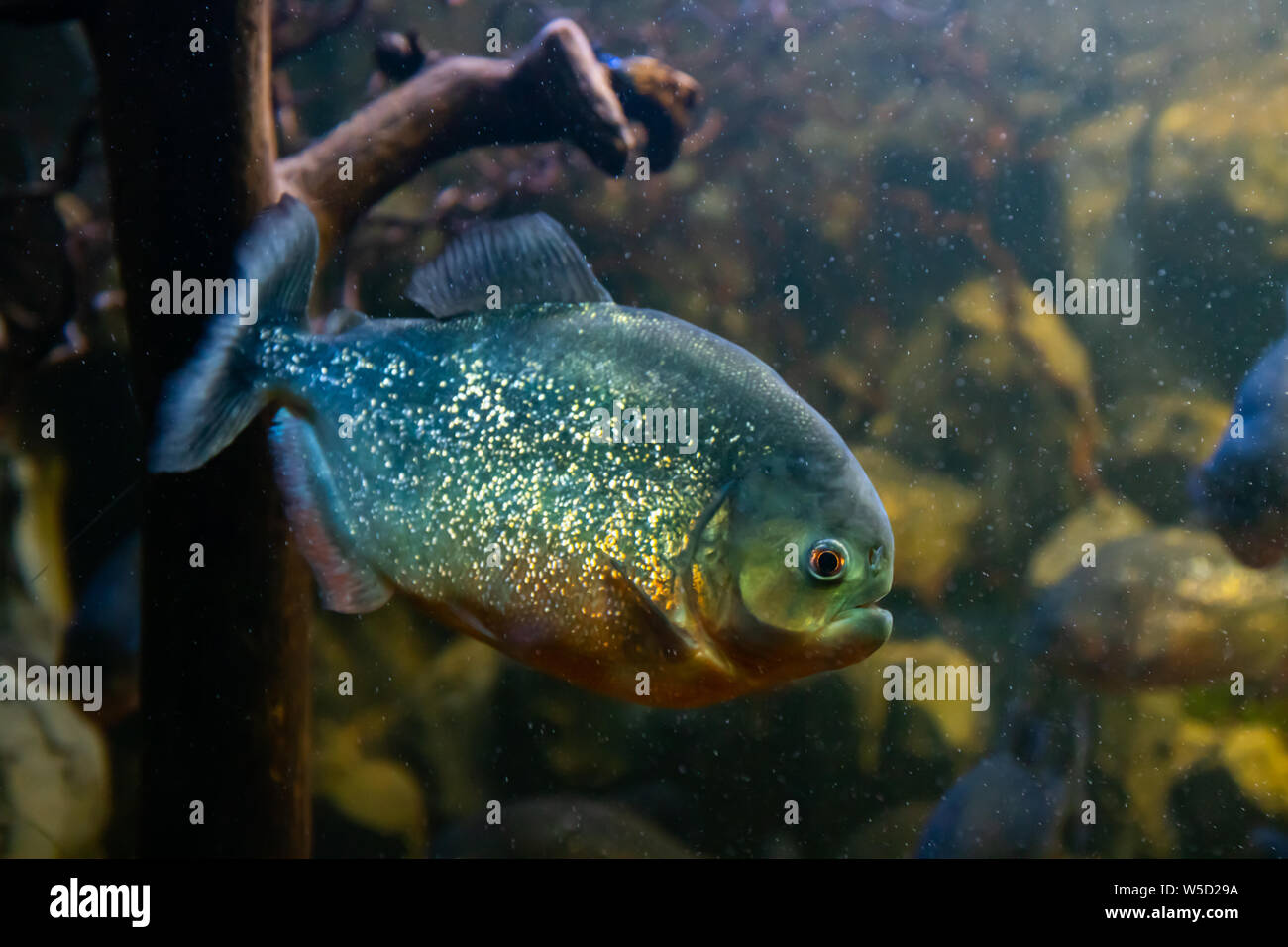 Red-bellied piranha, danger fish in the water Stock Photo - Alamy