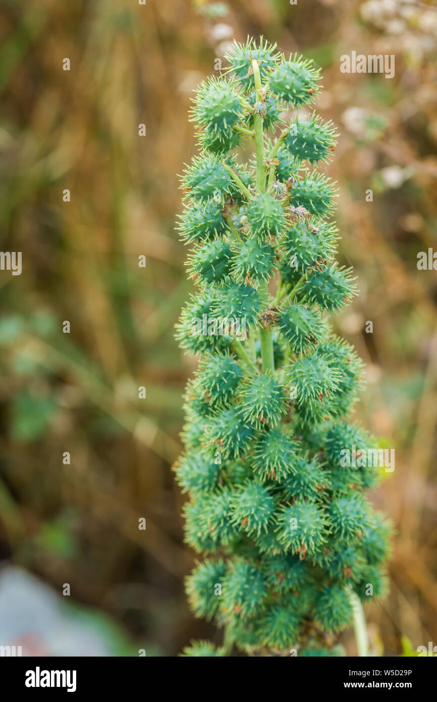 Common Cocklebur Weed