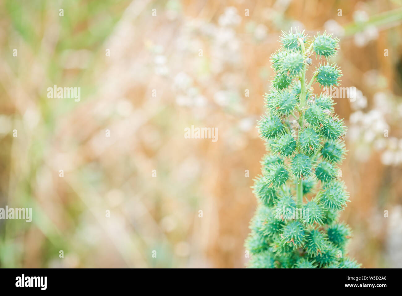 Green toxic xanthium common cocklebur weed plant with thorny fruits ...