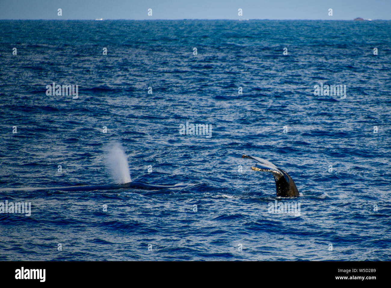 Humpback Whale diving tail splashing in Flinders Bay, Augusta, Western ...