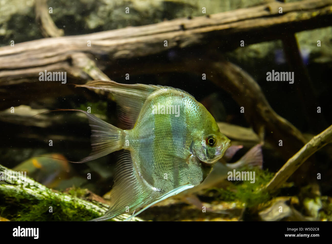 Aquarium fish Angel fish in the water Stock Photo - Alamy