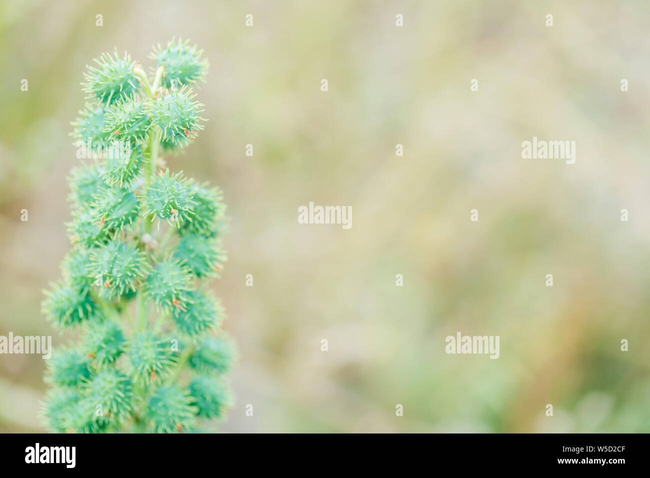 Green toxic xanthium common cocklebur weed plant with thorny fruits ...