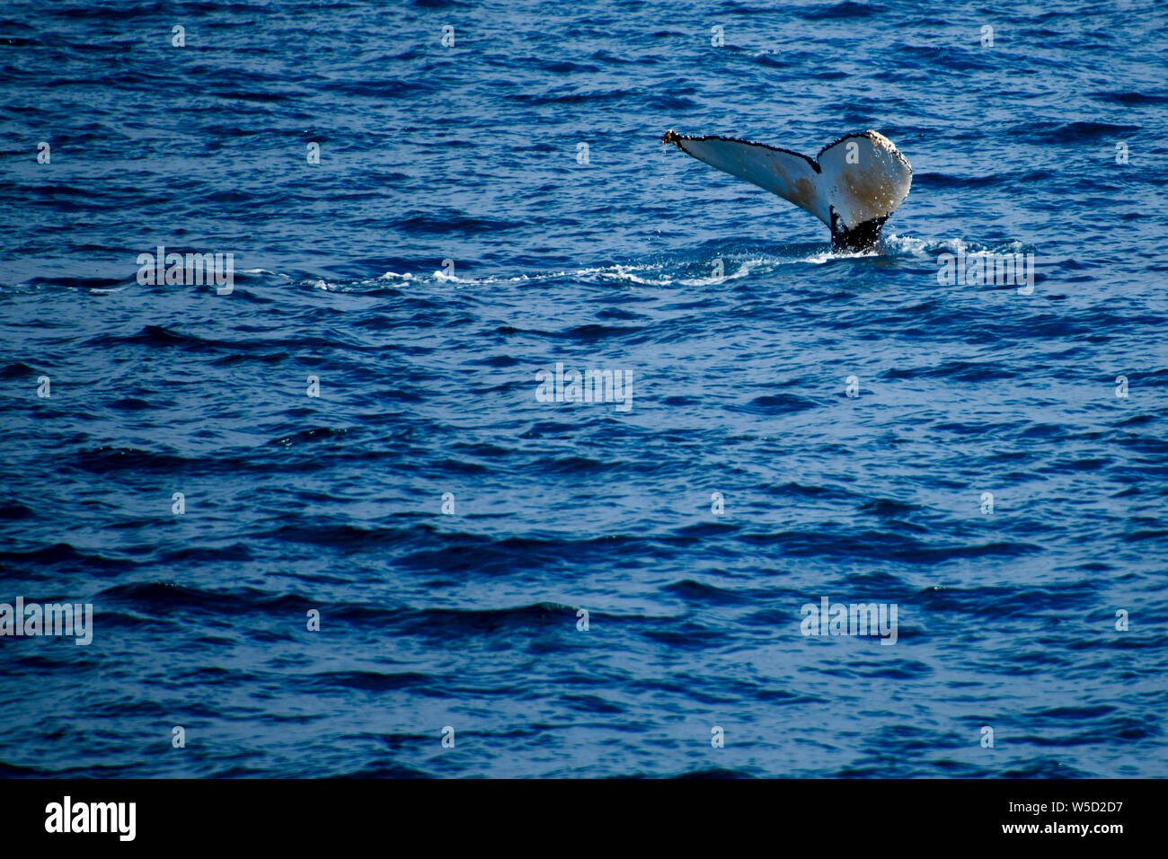 Humpback Whale diving tail splashing in Flinders Bay, Augusta, Western ...