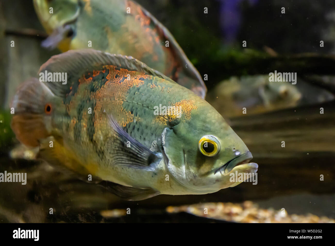 The beautiful bright Oscar Fish close-up underwater Stock Photo - Alamy