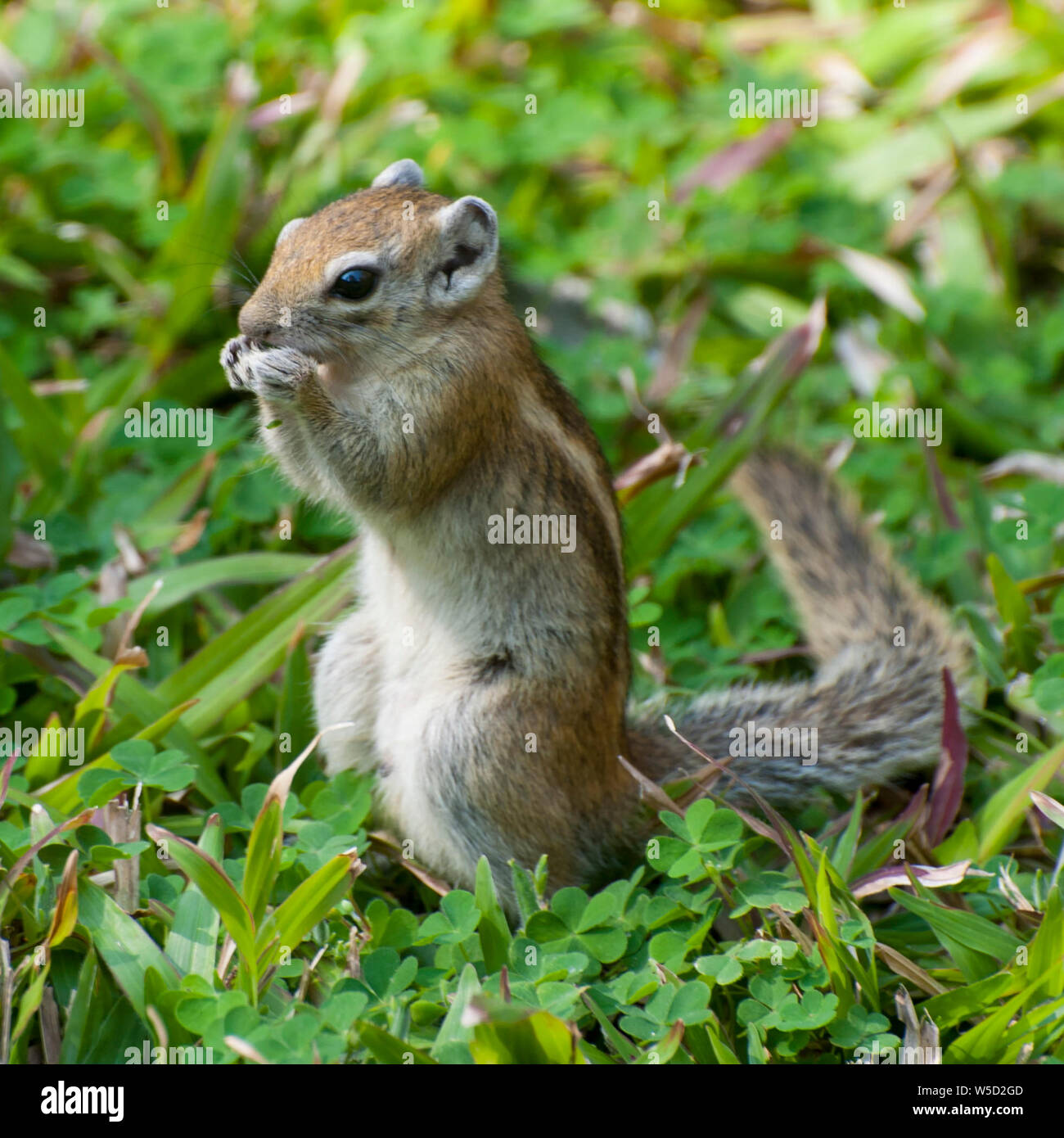 African insects hi-res stock photography and images - Alamy