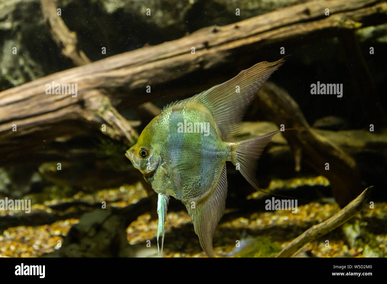 Altum angel hi-res stock photography and images - Alamy