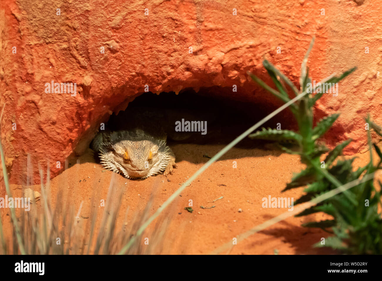 Dinosaur den hi-res stock photography and images - Alamy
