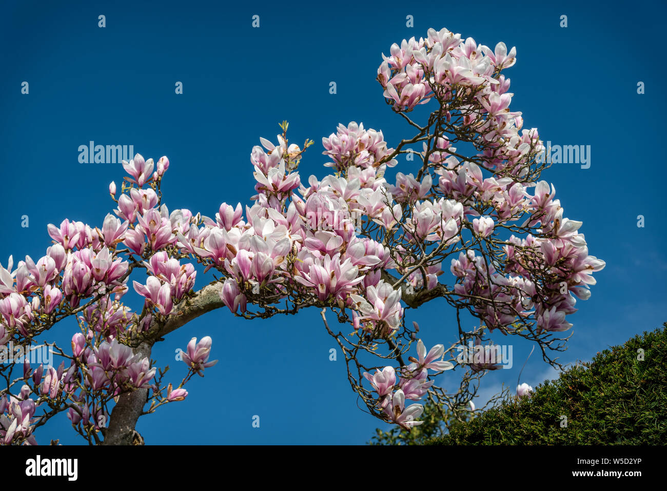 Magnolia tree hi-res stock photography and images - Alamy