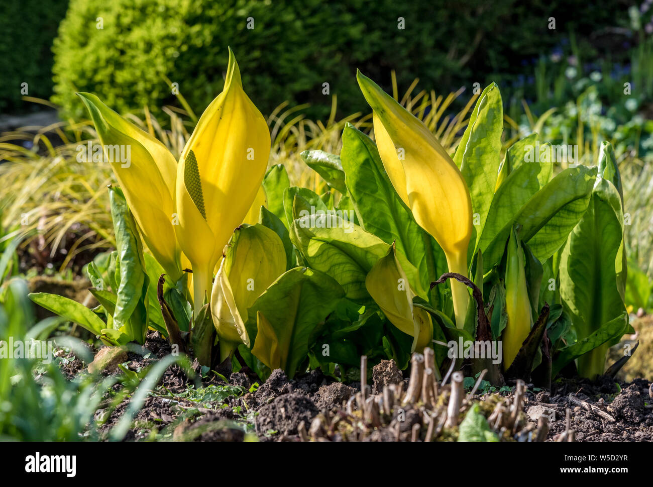 Arum lilies growing hi-res stock photography and images - Alamy