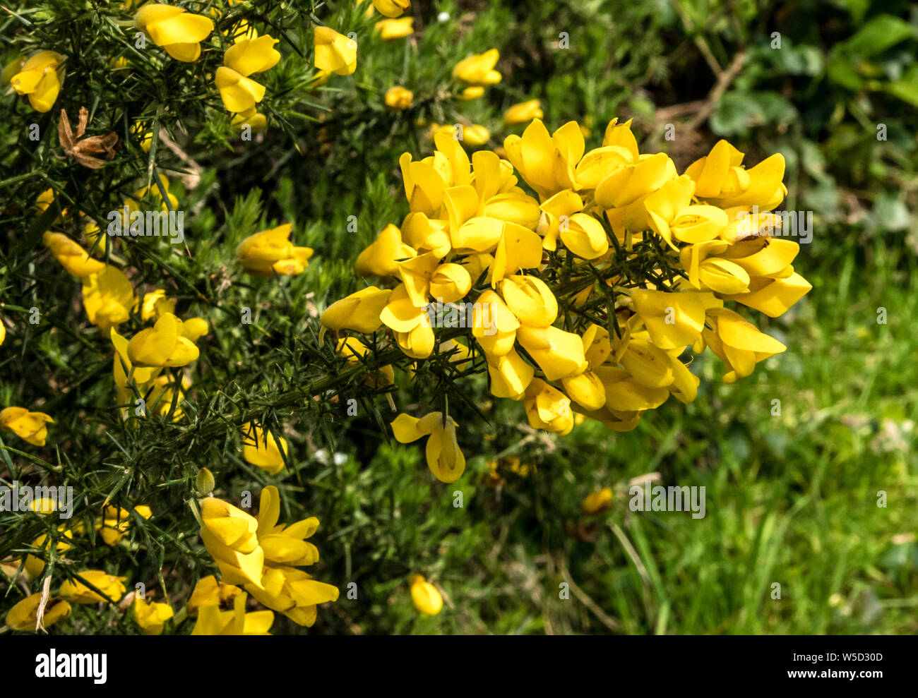 Gorse flowers hi-res stock photography and images - Alamy