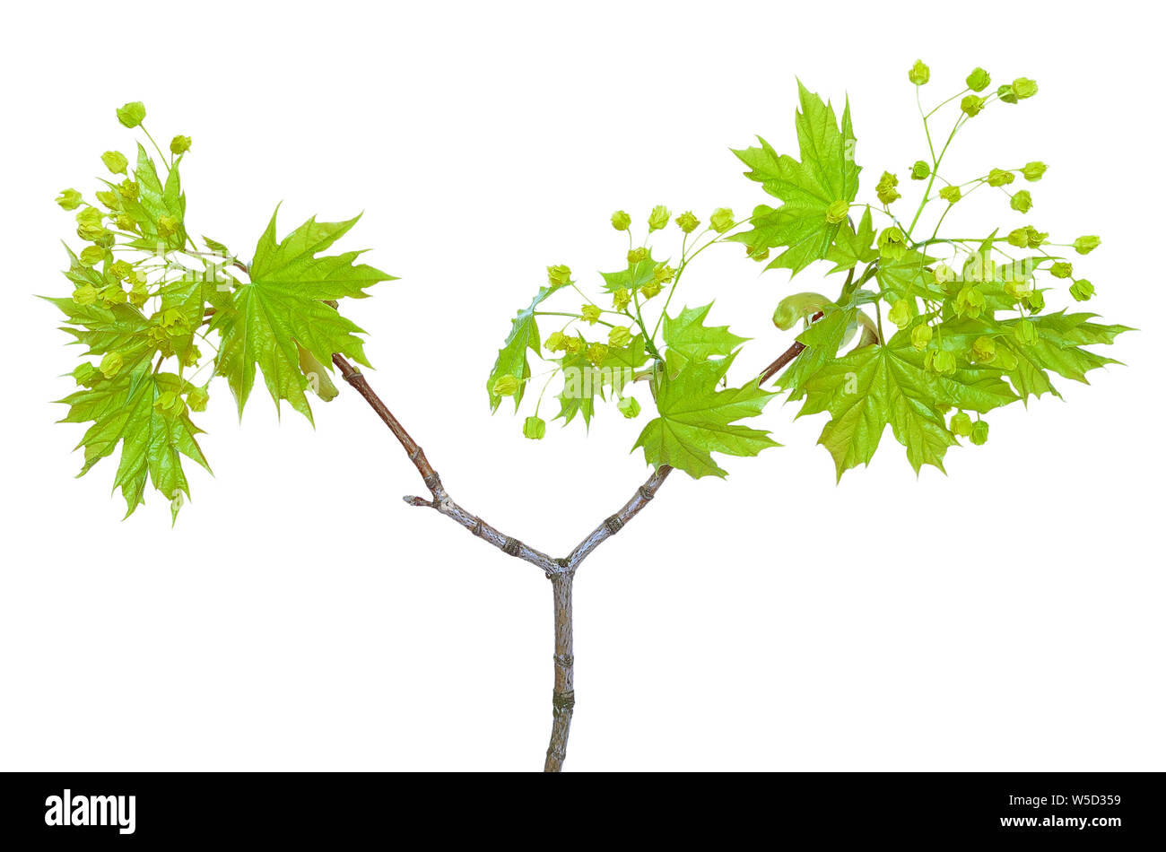 Flowering maple branch isolated on white background Stock Photo - Alamy