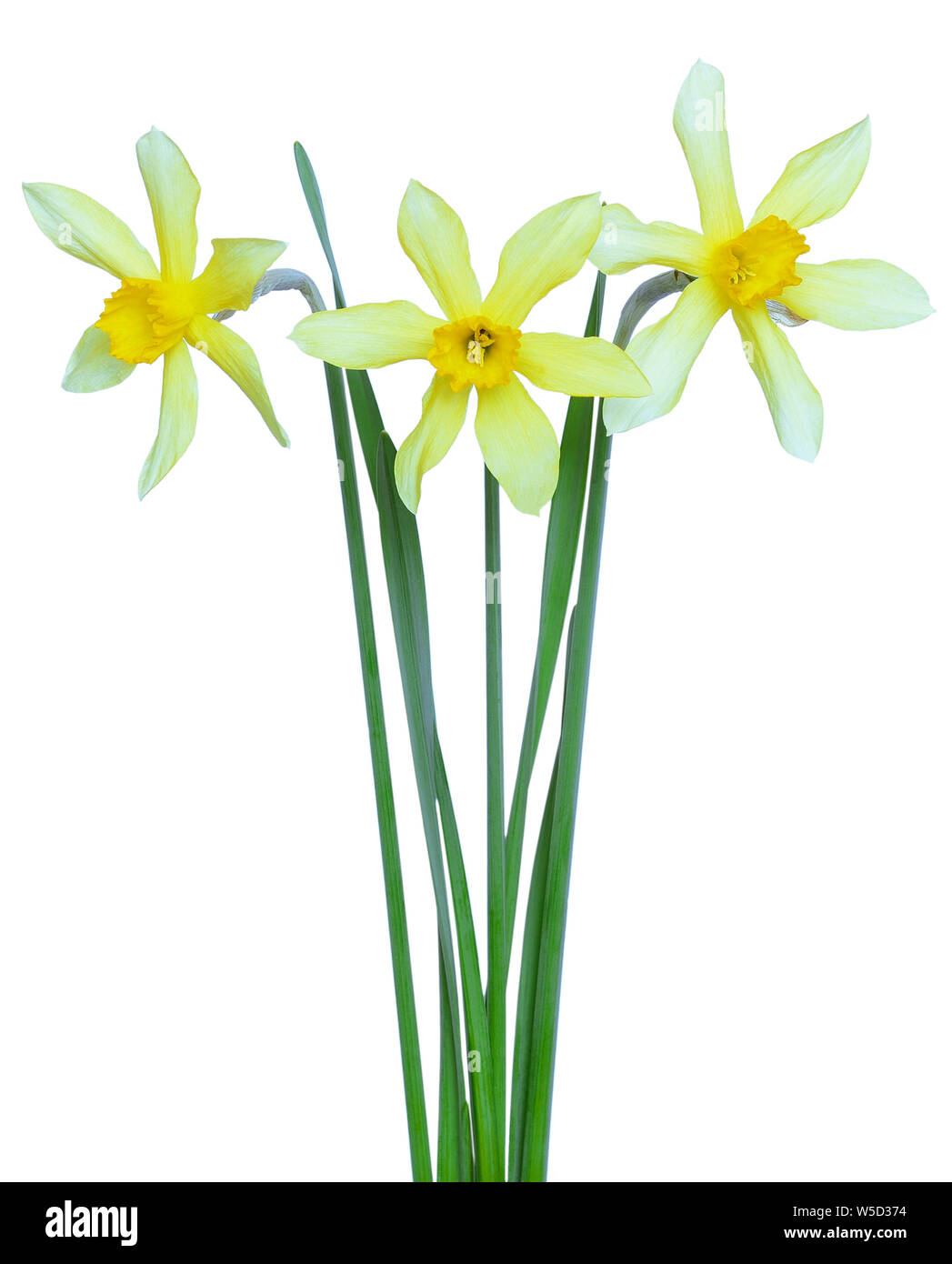 Green Daffodils