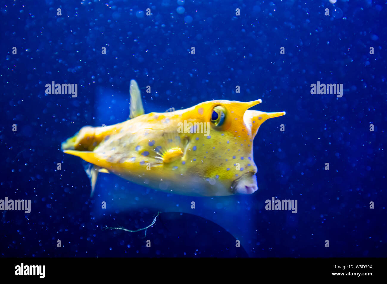 Longhorn cowfish, latin name Lactoria cornuta, also called the horned ...