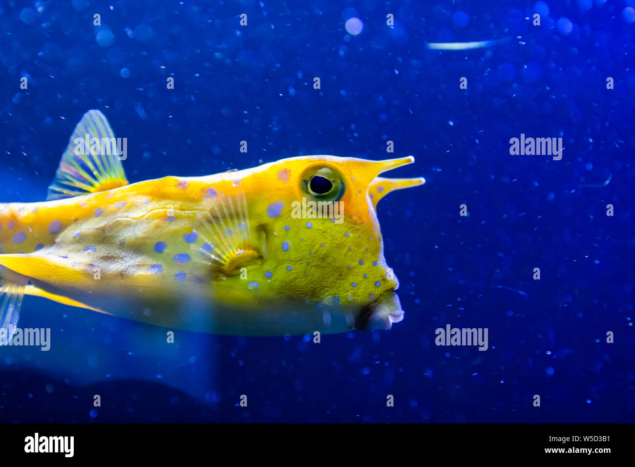 Longhorn cowfish, latin name Lactoria cornuta, also called the horned ...