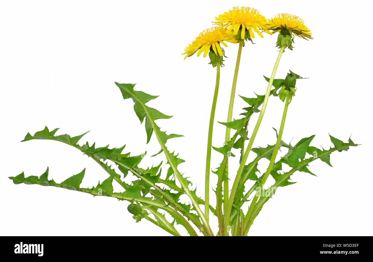 Small white dandelion flower Cut Out Stock Images & Pictures - Alamy