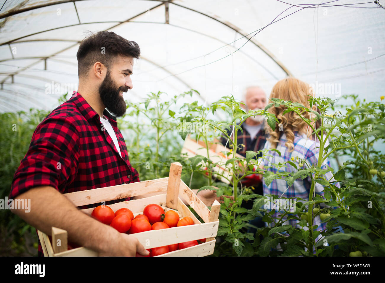 Female working in greenhouse harvesting hi-res stock photography and ...