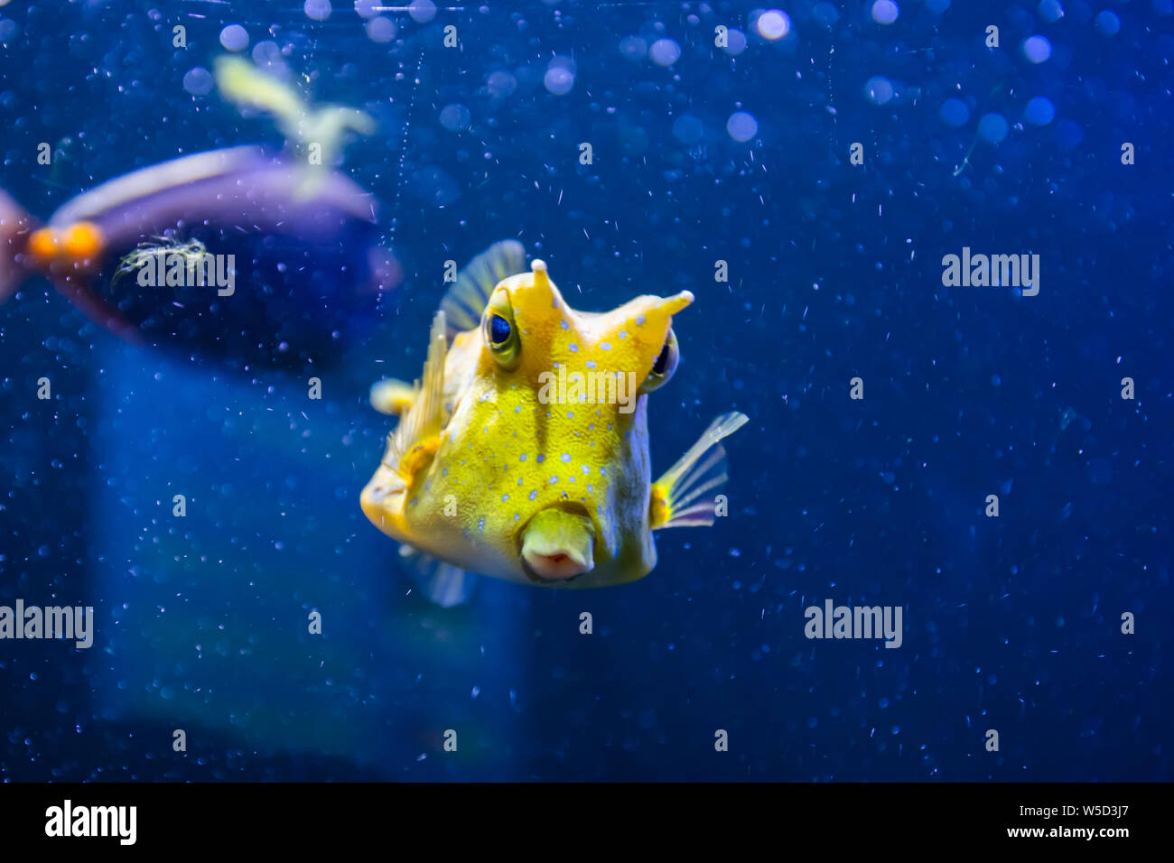 Longhorn cowfish, latin name Lactoria cornuta, also called the horned ...