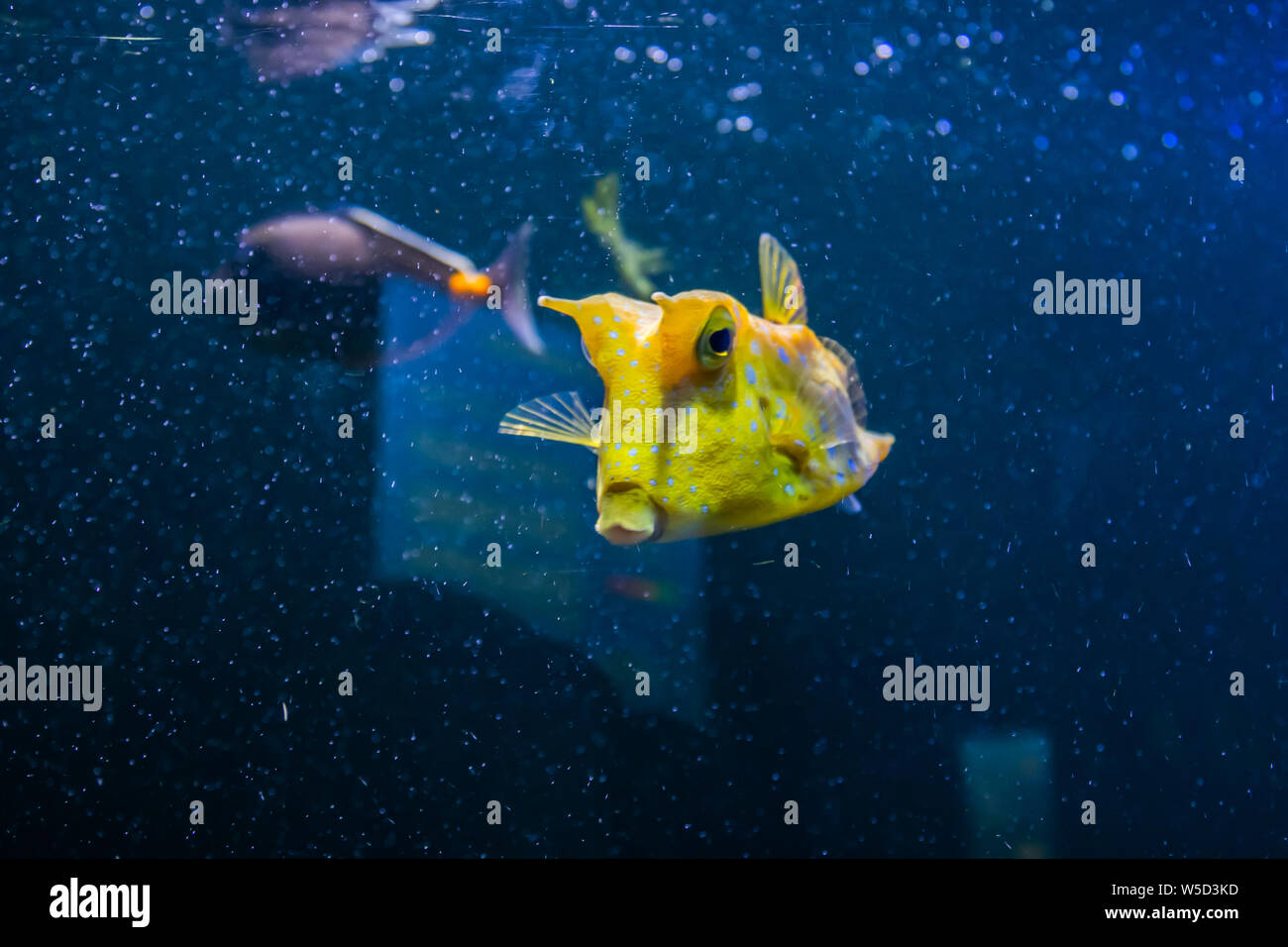 Longhorn cowfish, latin name Lactoria cornuta, also called the horned ...