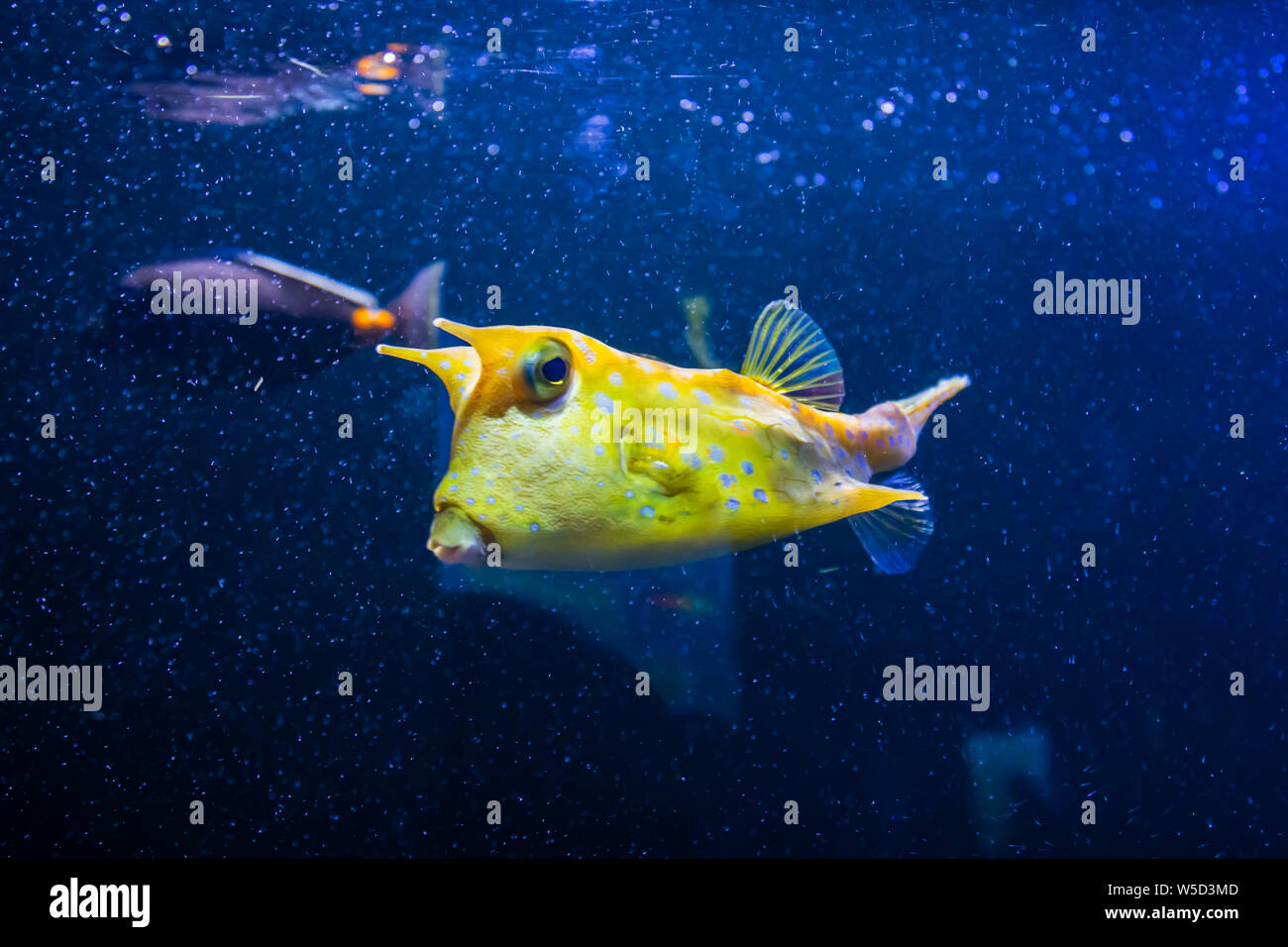 Longhorn cowfish, latin name Lactoria cornuta, also called the horned ...