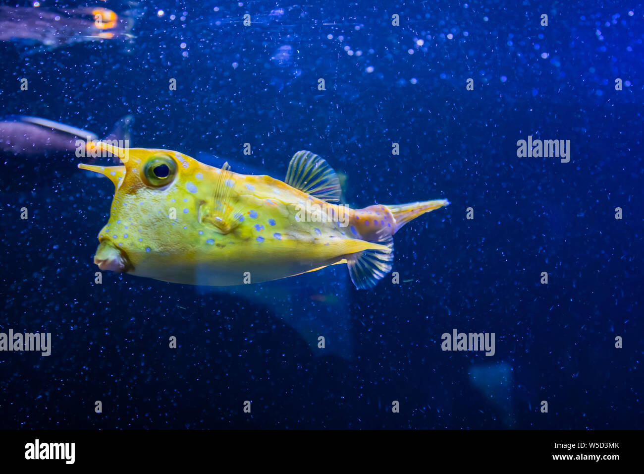 Longhorn cowfish, latin name Lactoria cornuta, also called the horned ...