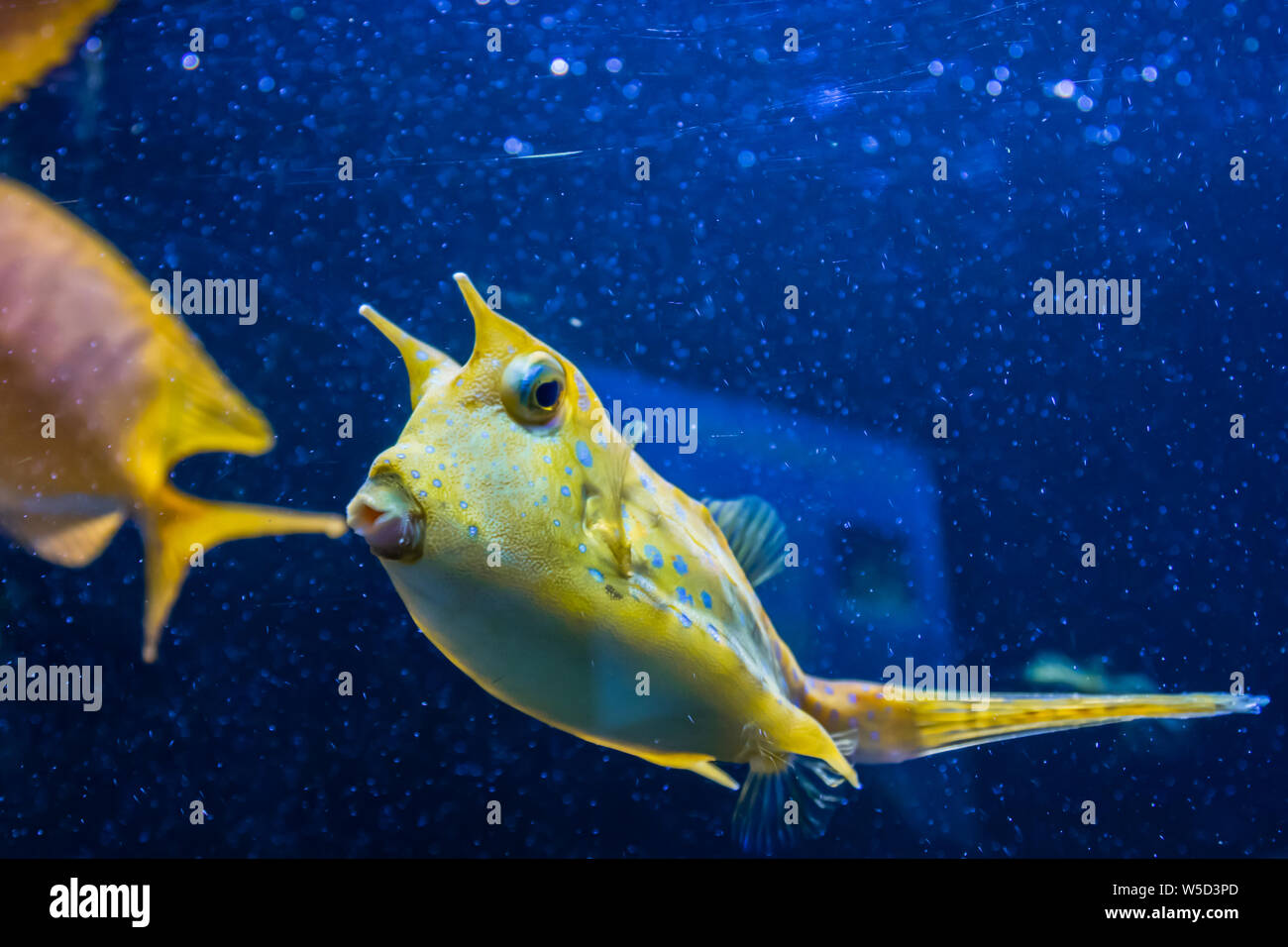 Longhorn cowfish, latin name Lactoria cornuta, also called the horned ...
