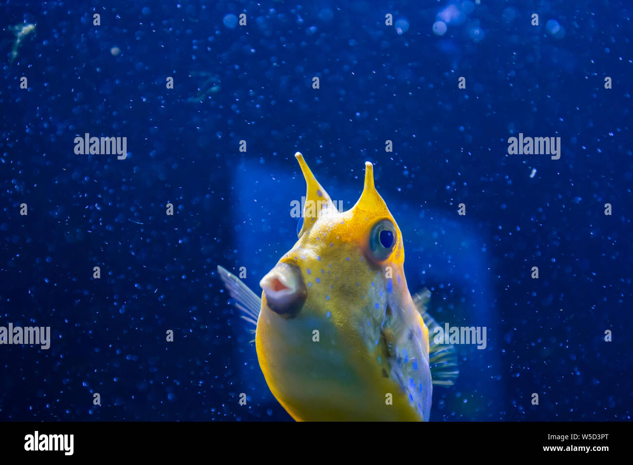 Longhorn cowfish, latin name Lactoria cornuta, also called the horned ...