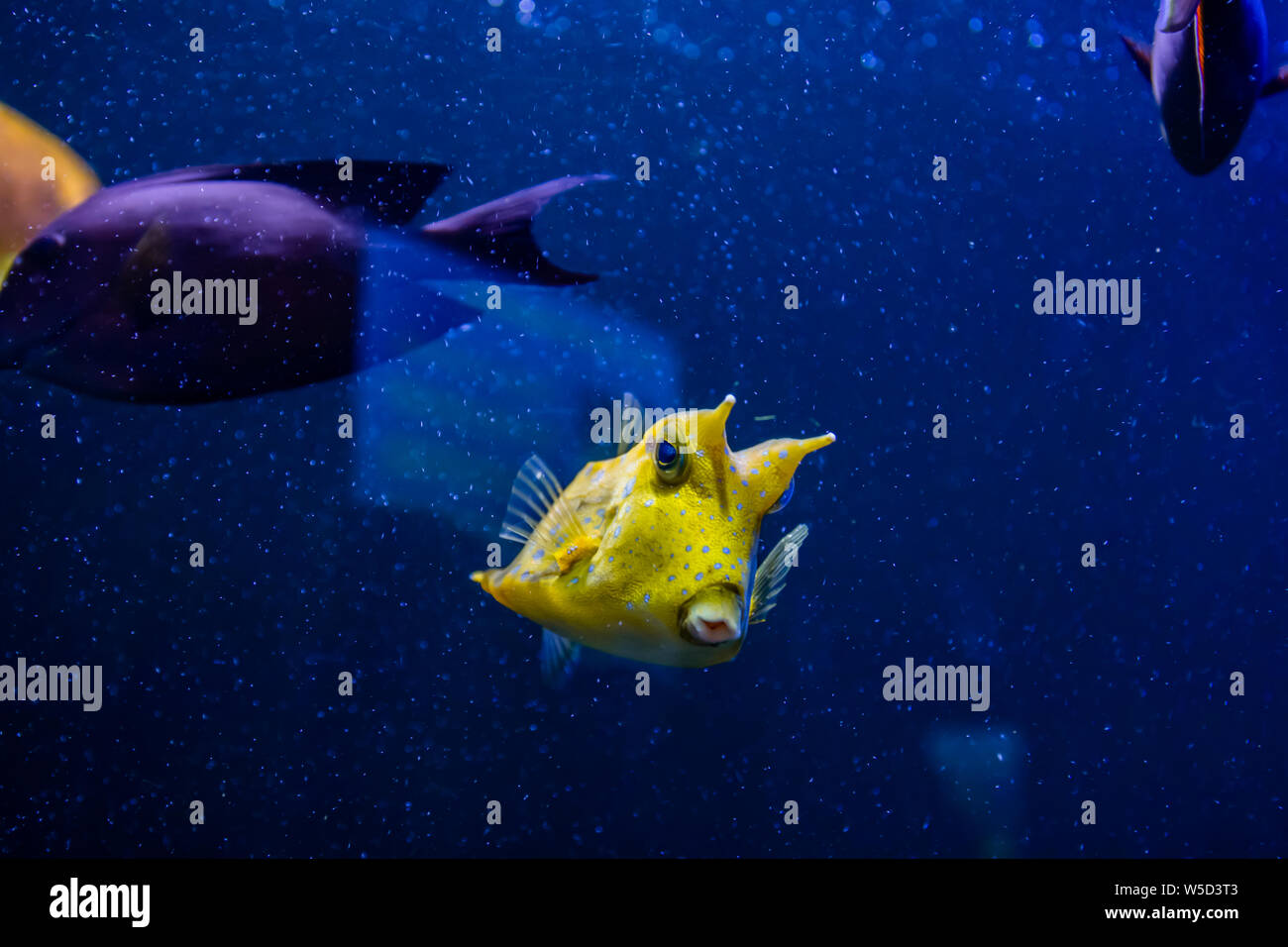 Longhorn cowfish, latin name Lactoria cornuta, also called the horned ...
