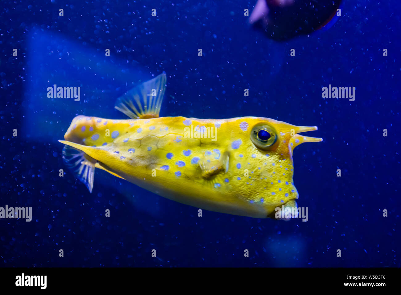 Longhorn cowfish, latin name Lactoria cornuta, also called the horned ...