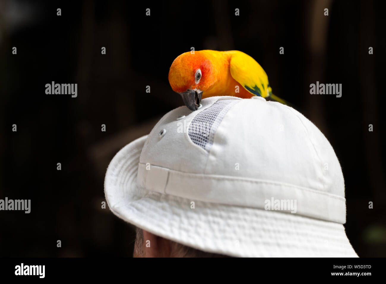 Yellow parrot sitting and playing on hat Stock Photo - Alamy
