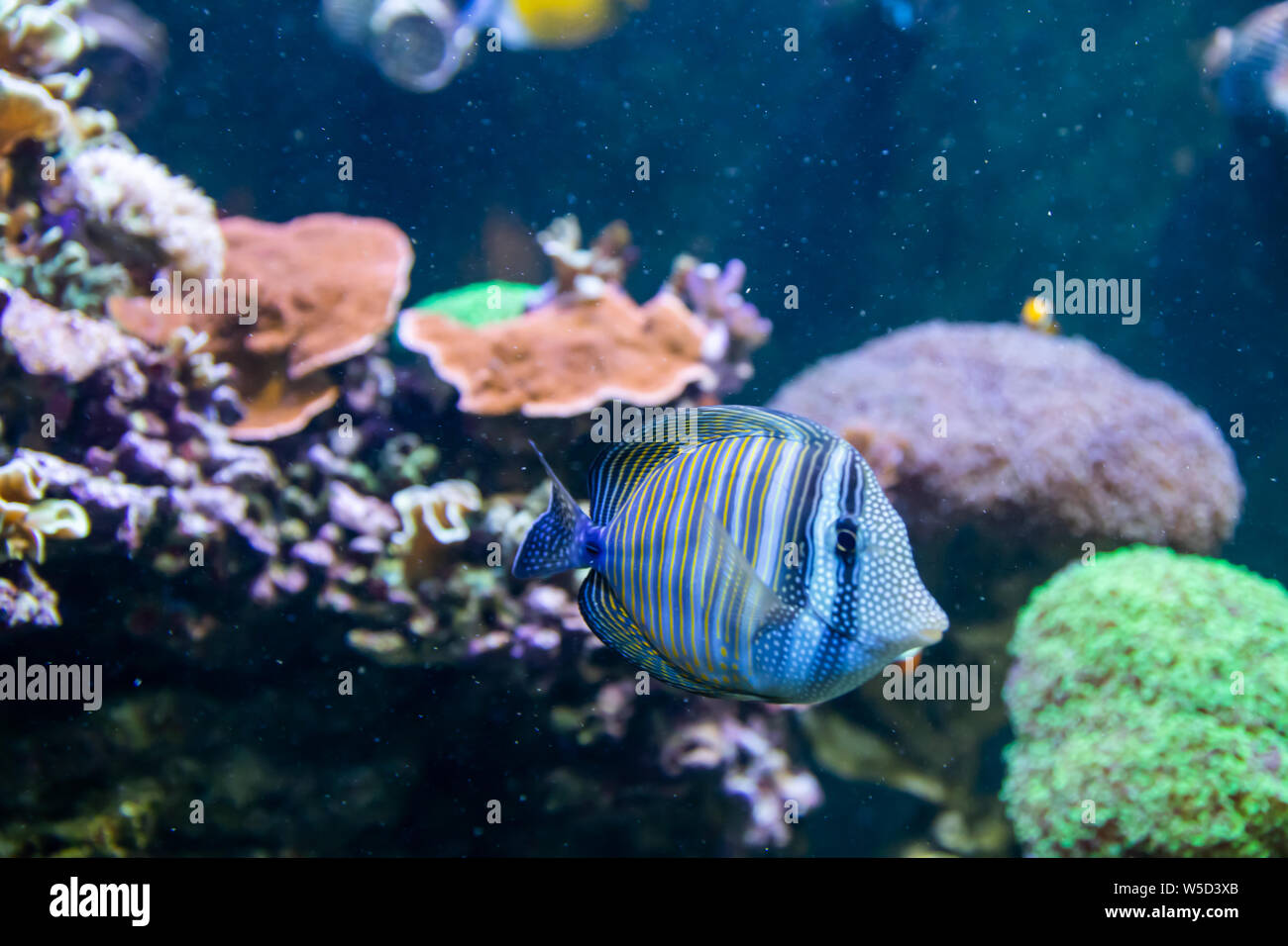 Blue Tang Surgeon Fish - Paracanthurus hepatus. Wonderful and beautiful ...
