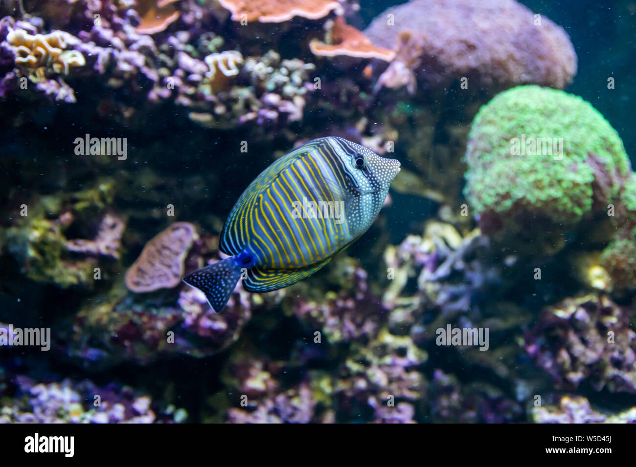Blue Tang Surgeon Fish - Paracanthurus hepatus. Wonderful and beautiful ...