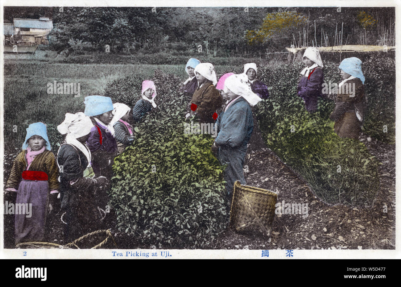 [ 1900s Japan - Japanese Tea Pickers ] — Tea pickers in kimono, wearing ...