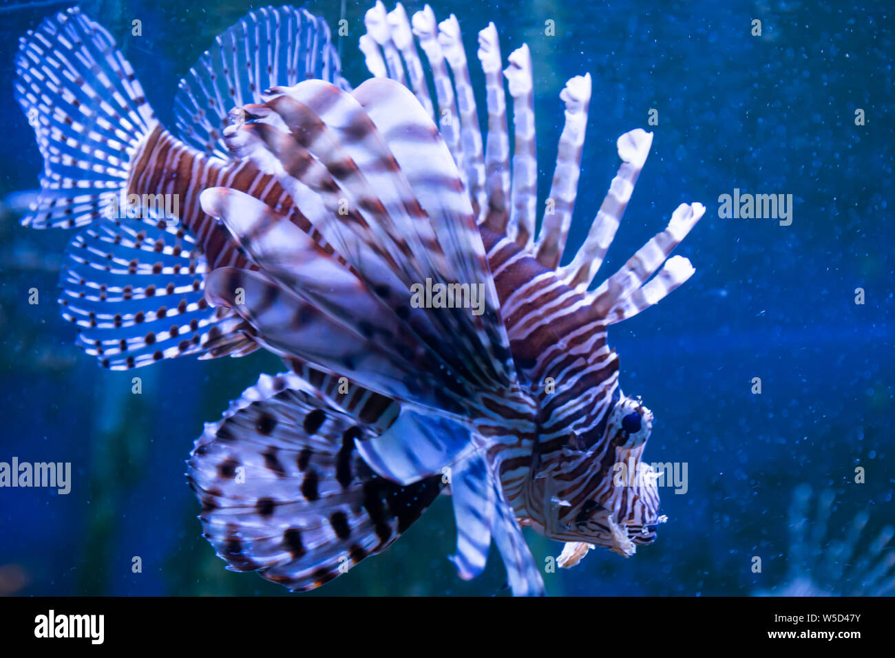 Lionfish. Wonderful and beautiful underwater world with corals and ...