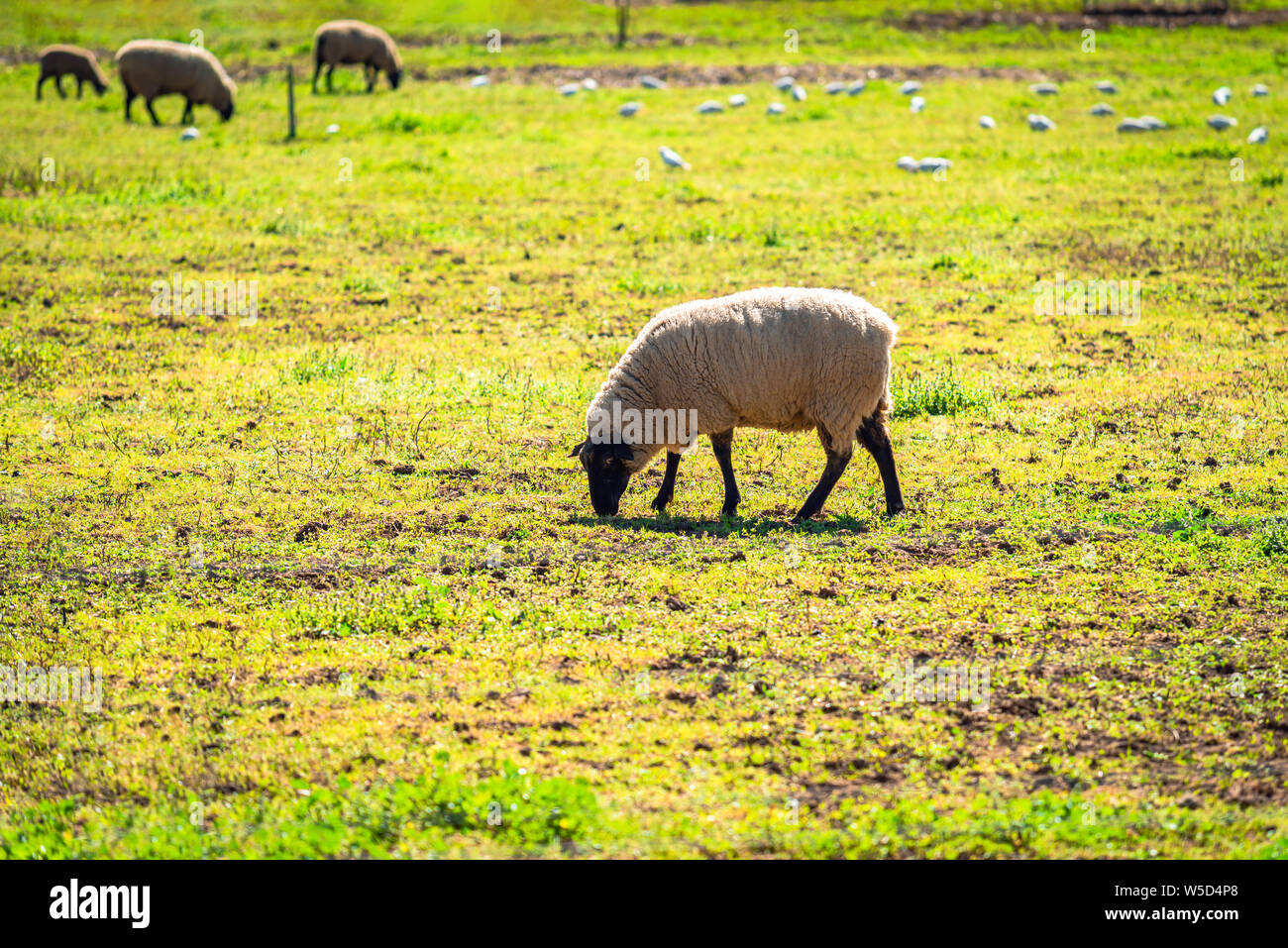 Sheep farm australia hi-res stock photography and images - Alamy