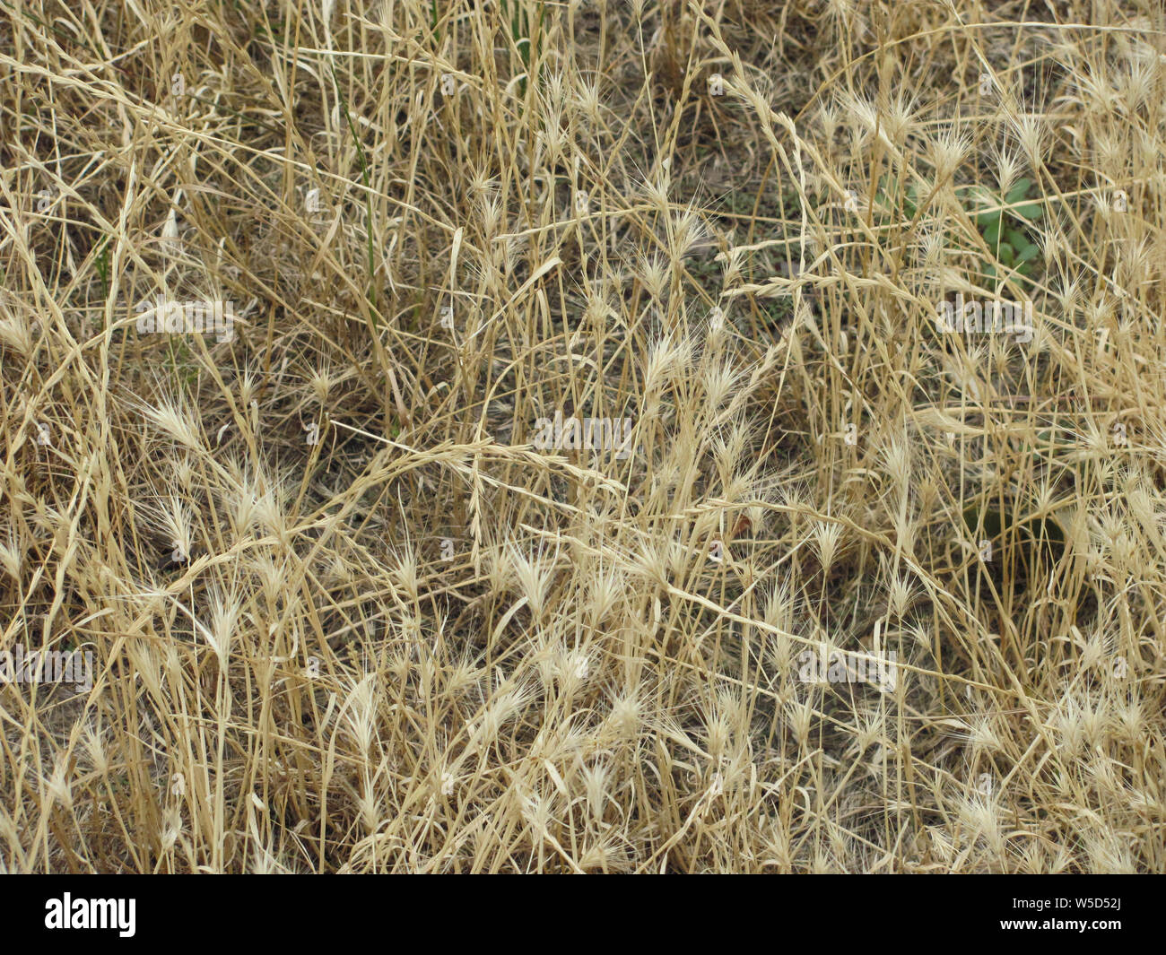 dry lush brown grass background Stock Photo - Alamy