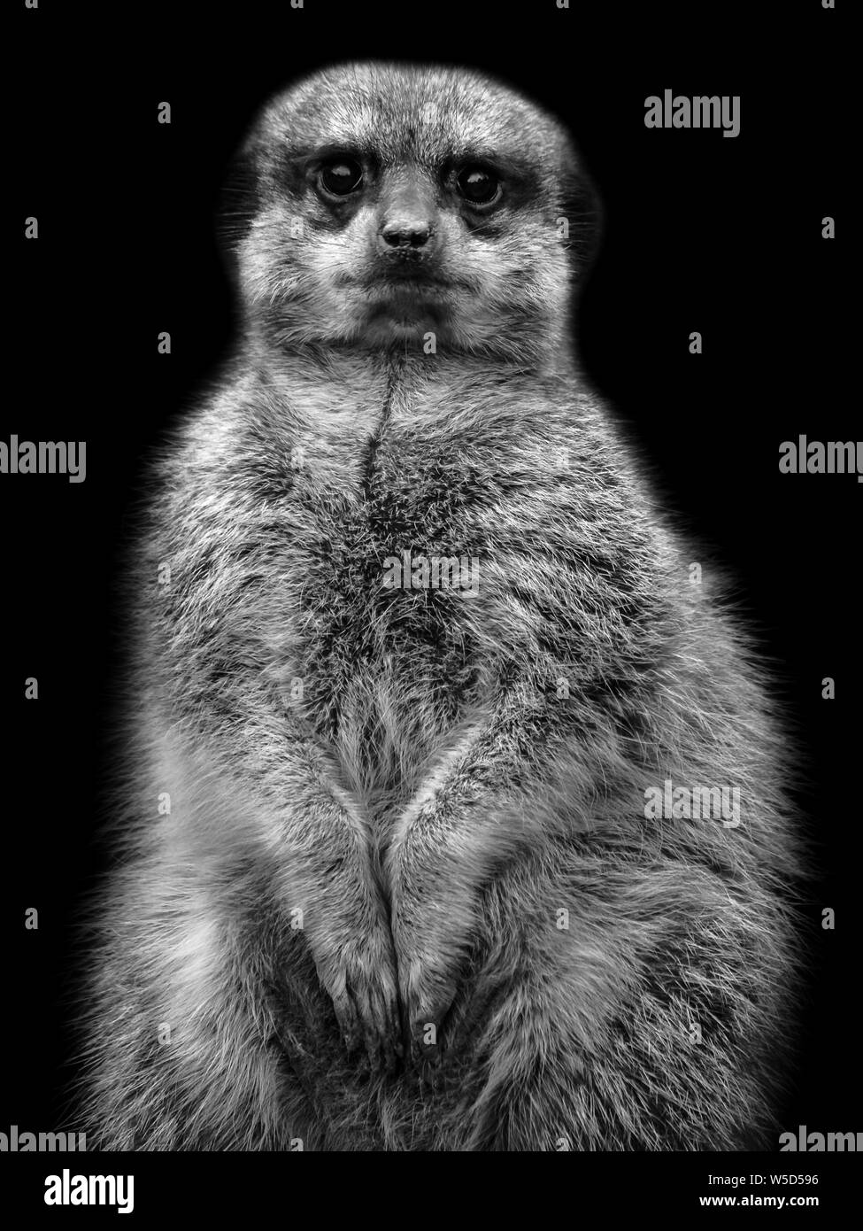 Meerkat Black and White Stock Photos & Images - Alamy