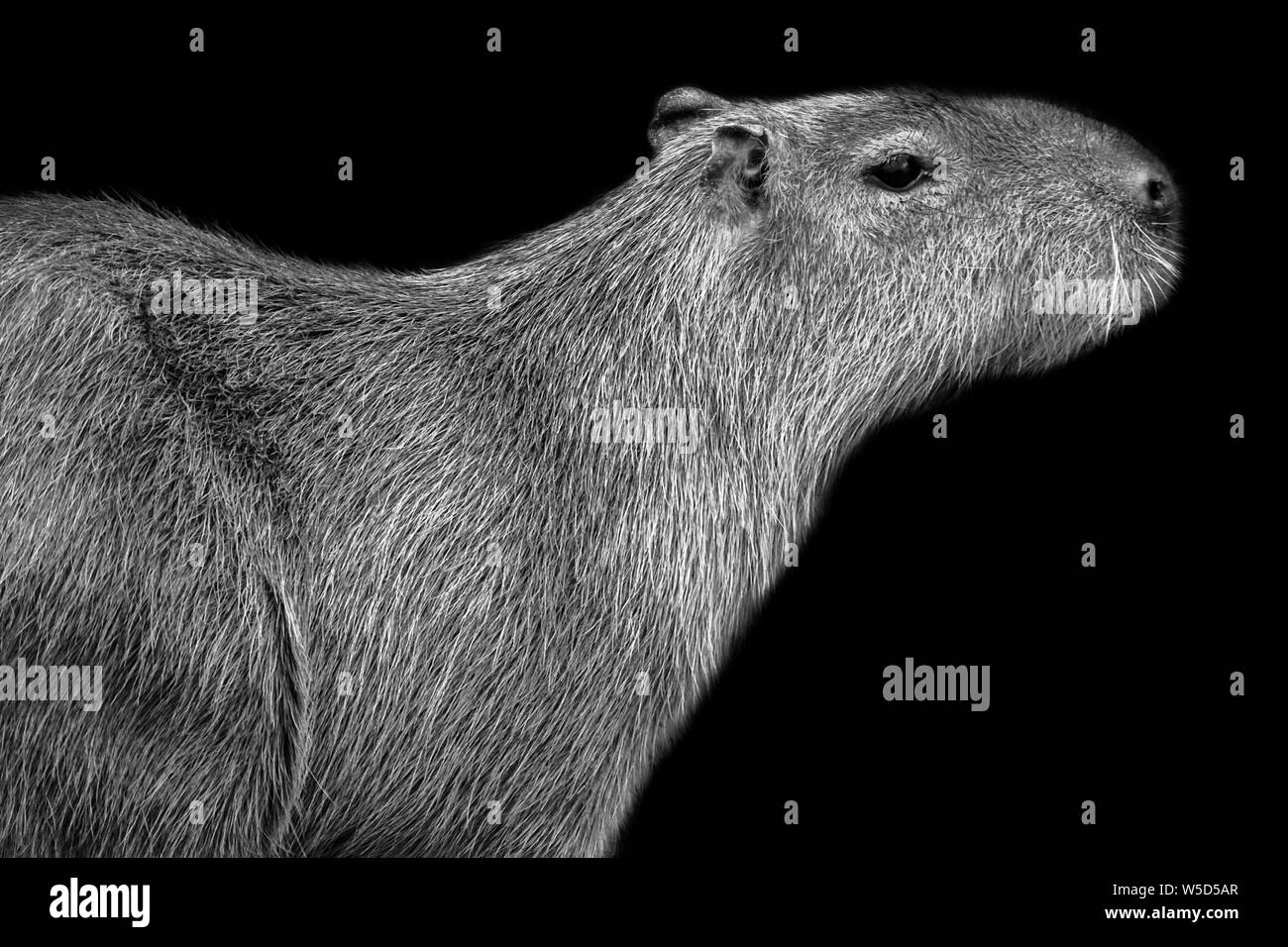 Capybara Photography High Resolution Stock Photography and Images - Alamy