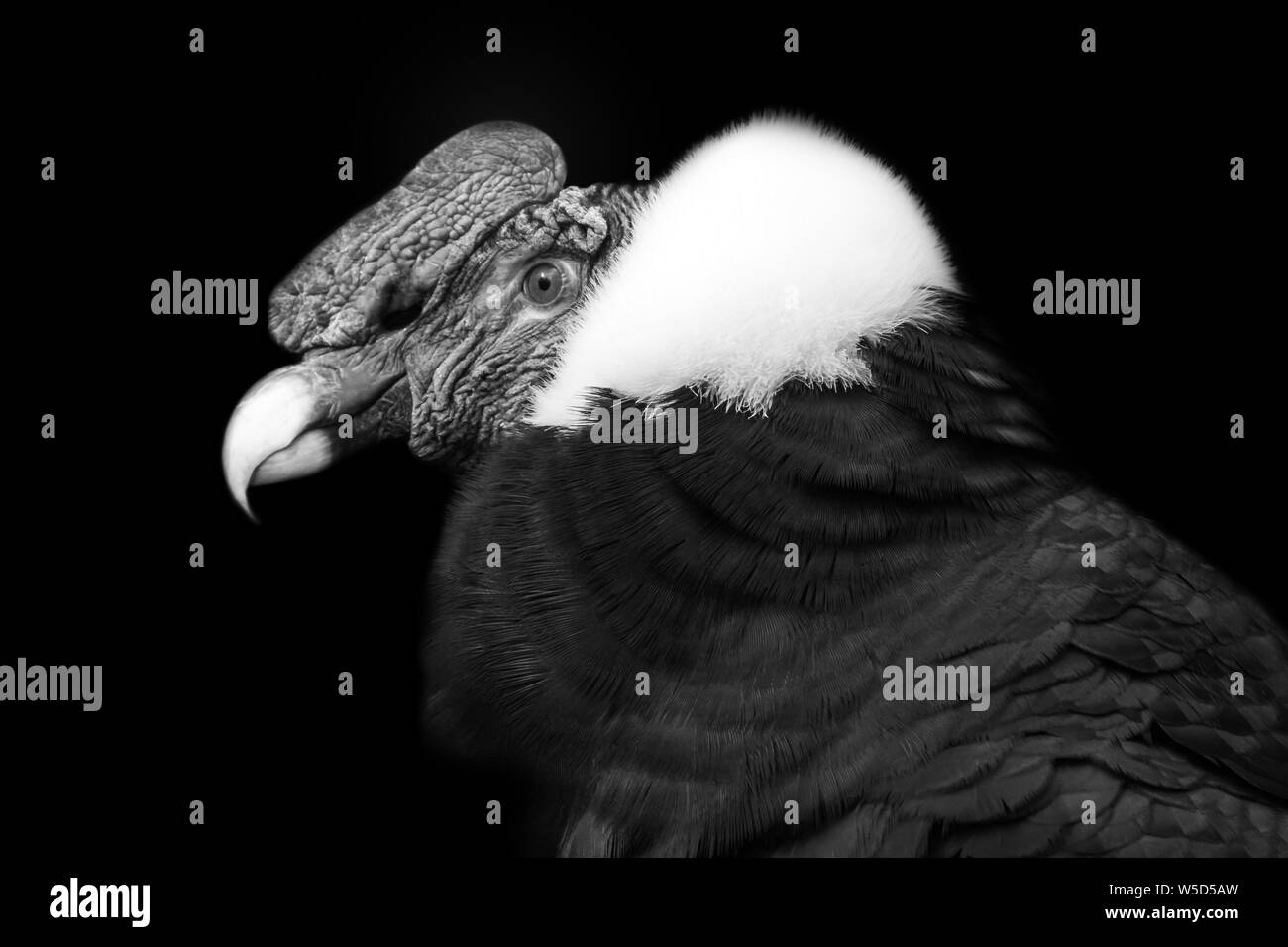 Vulture Face Portrait High Resolution Stock Photography and Images - Alamy