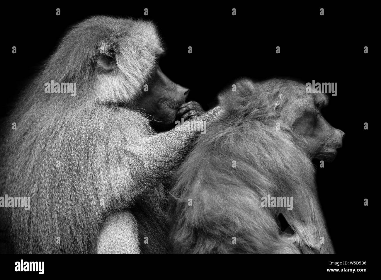 Black And White Baboon High Resolution Stock Photography and Images - Alamy