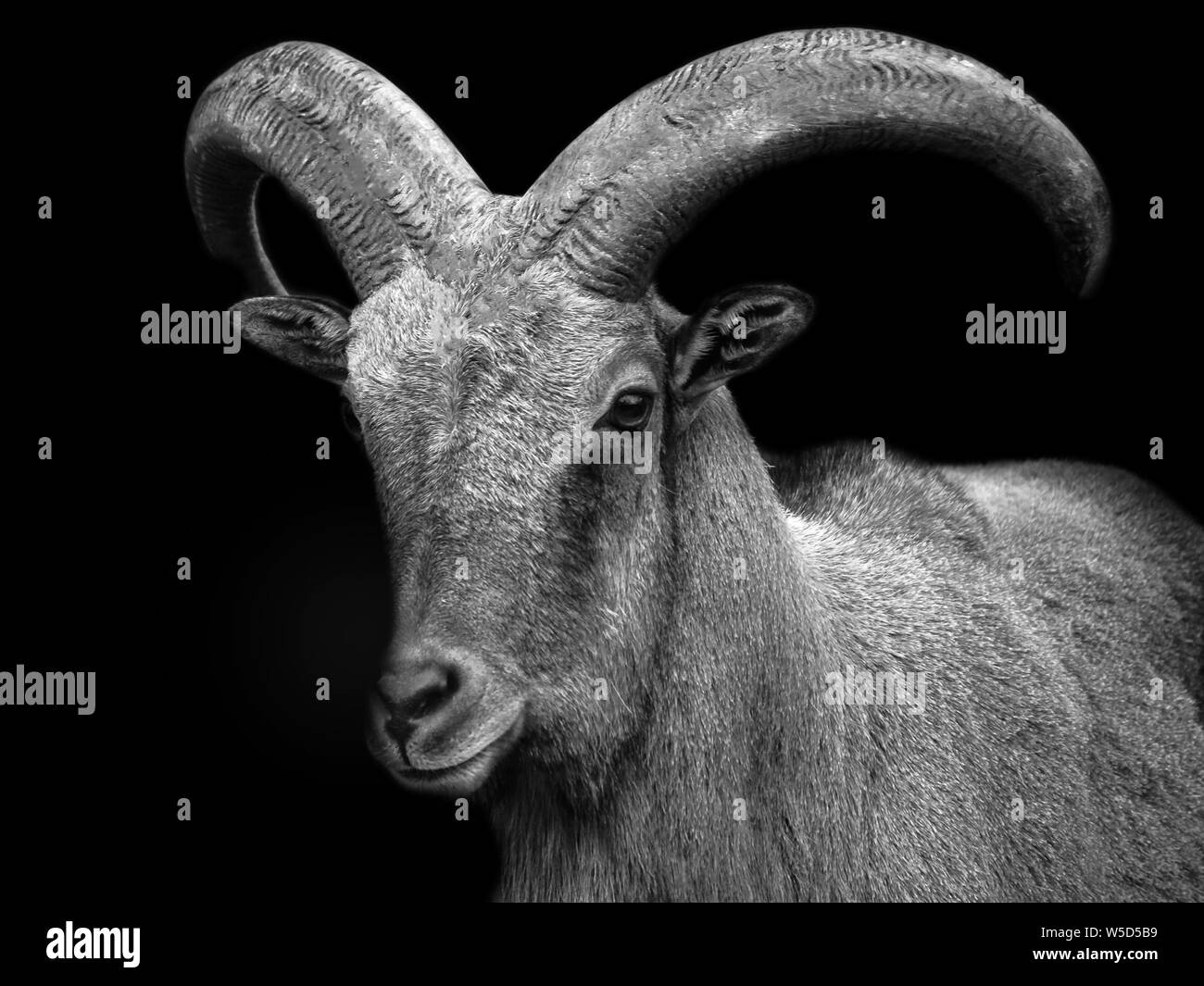 Black And White Ram High Resolution Stock Photography and Images - Alamy