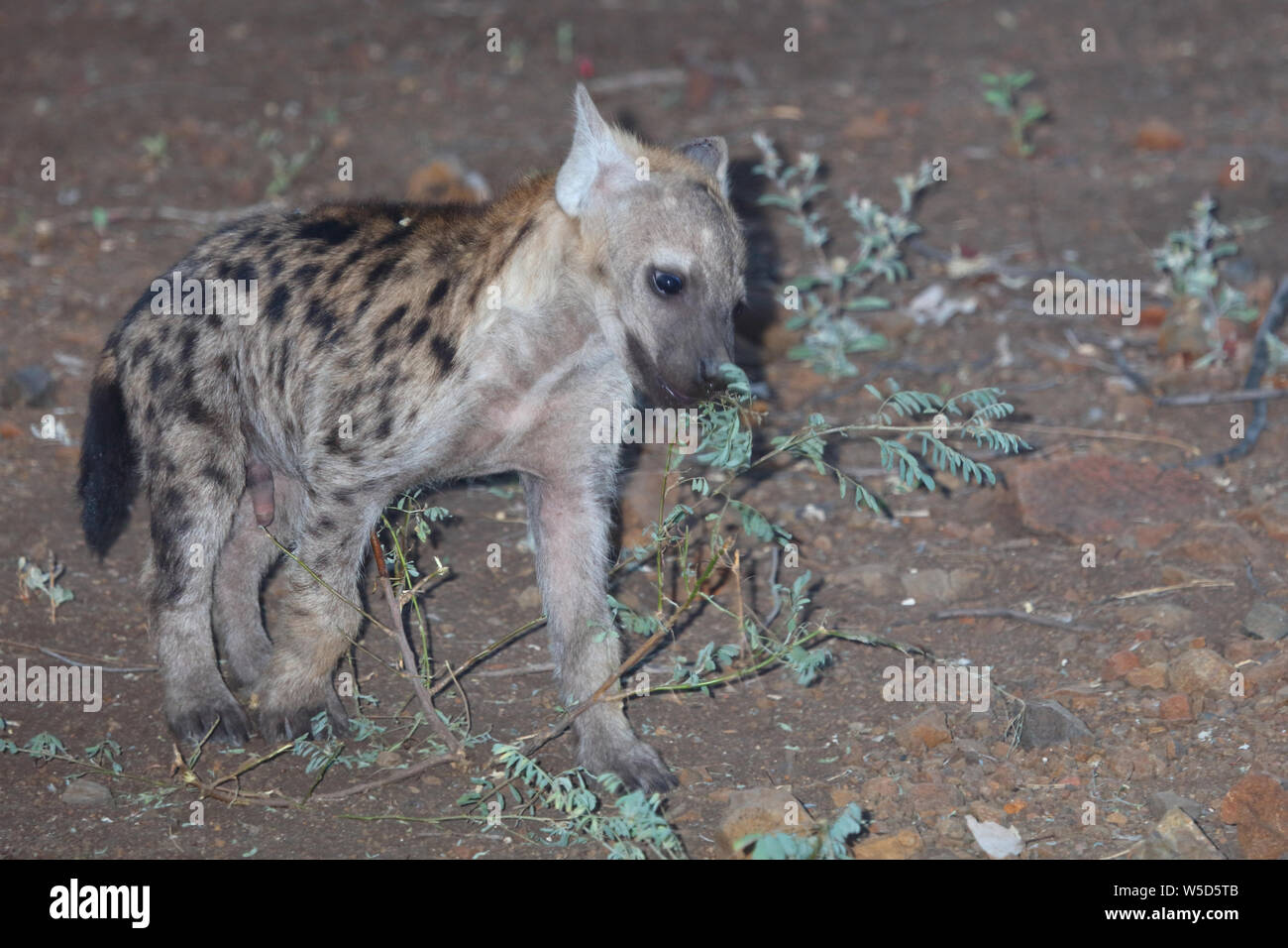 Tüpfelhyäne / Spotted Hyaena / Crocuta crocuta Stock Photo - Alamy