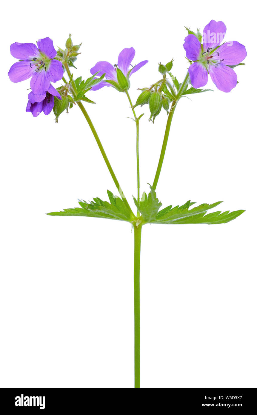 Geranium (Geranium pratense) flower isolated on a white background ...