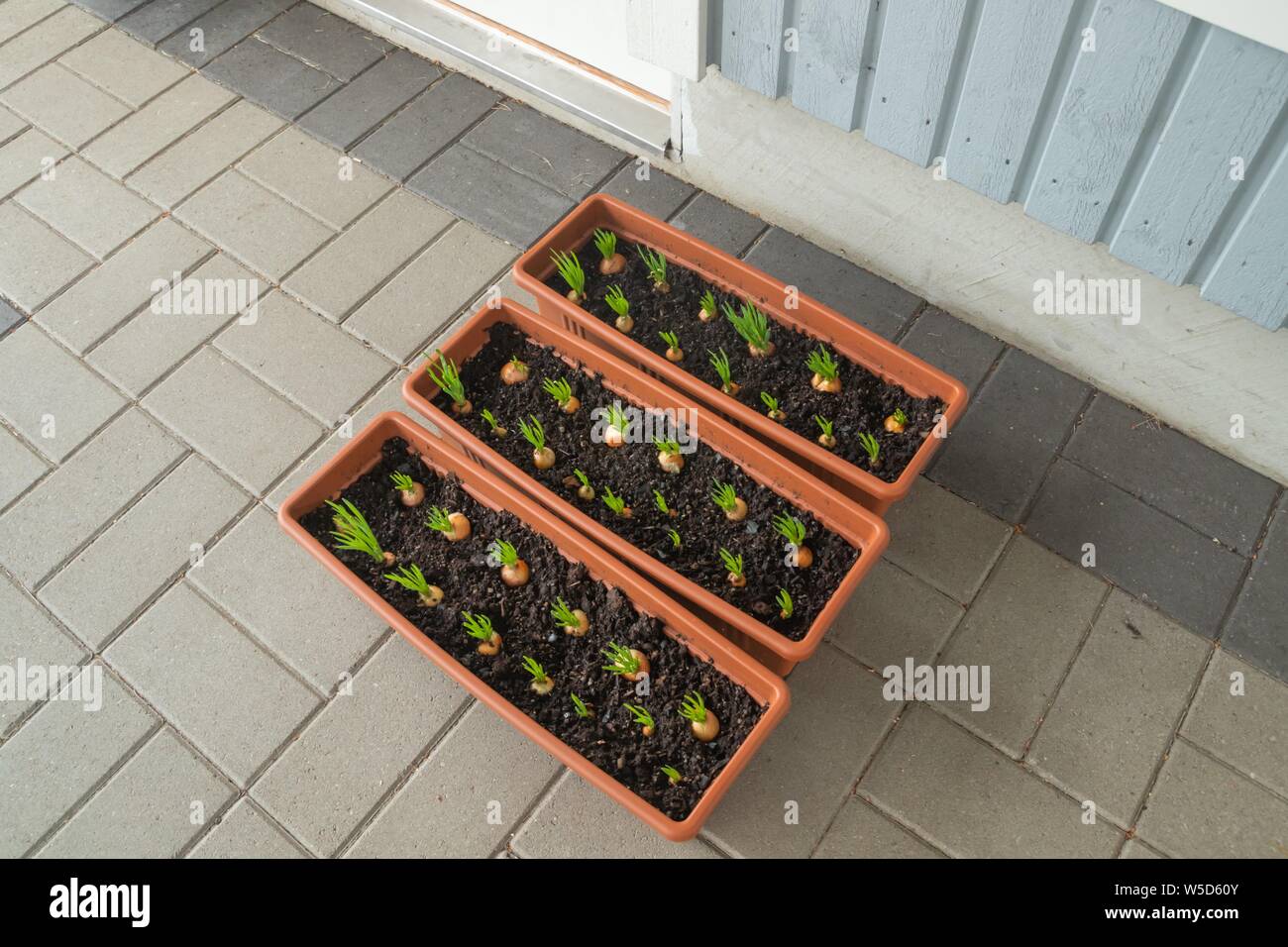 Onions growing in box hi-res stock photography and images - Alamy