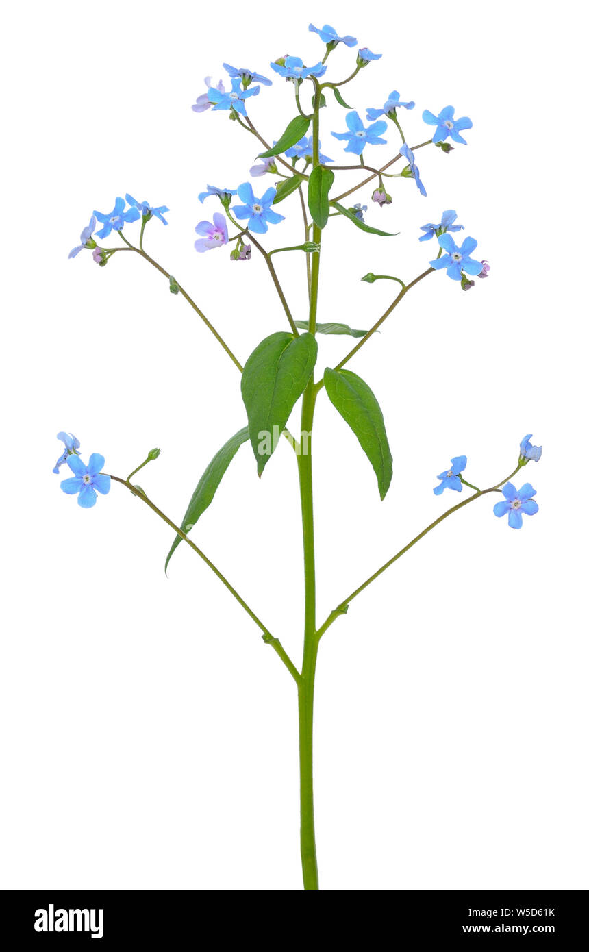 Forget-me-not flower isolated on white background Stock Photo - Alamy