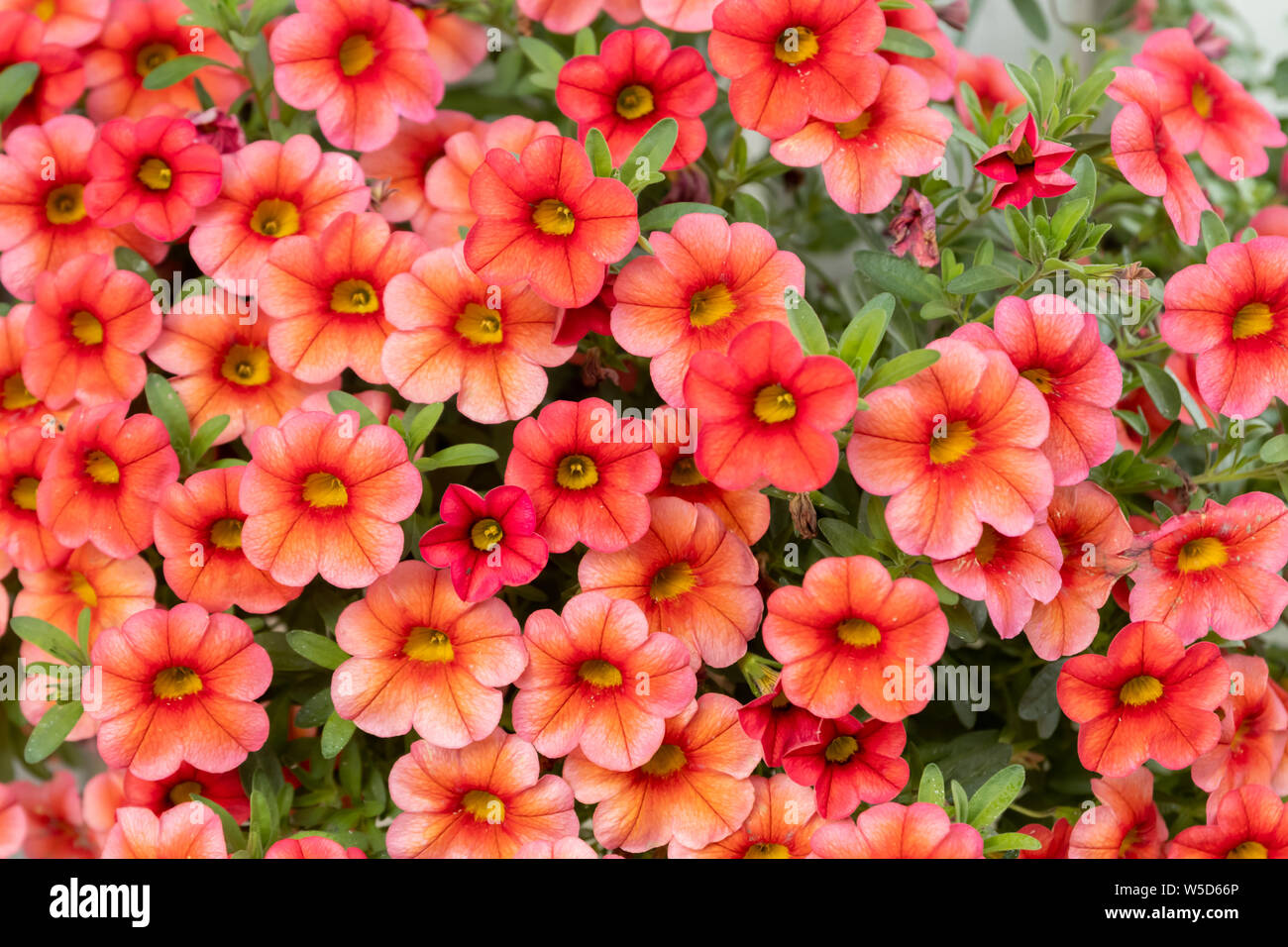 Calibrachoa hi-res stock photography and images - Alamy