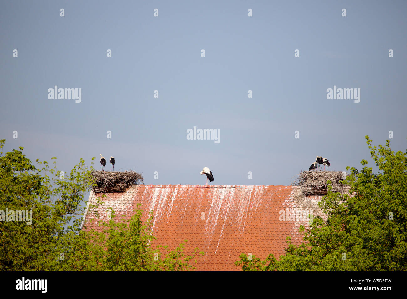 Storks nest on roof hi-res stock photography and images - Alamy